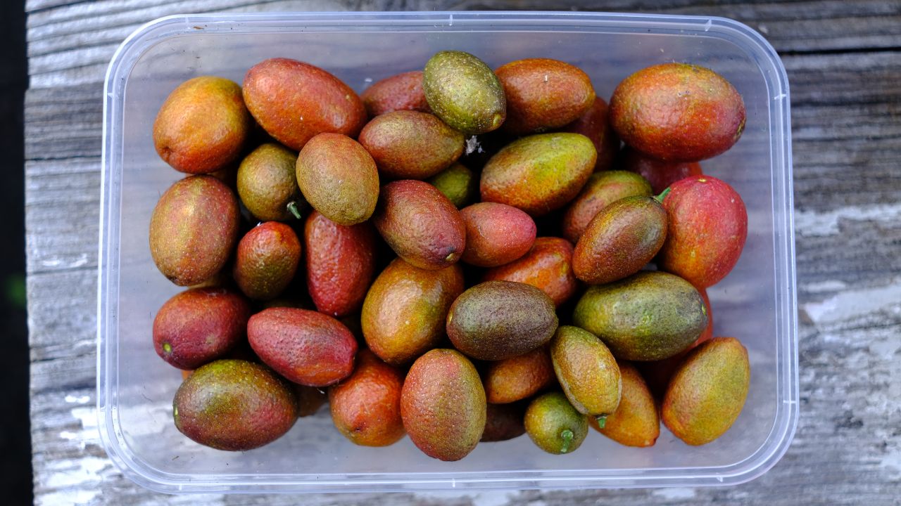 You can Thank Science For These 14 Unique Hybrid Fruits - Dope AF